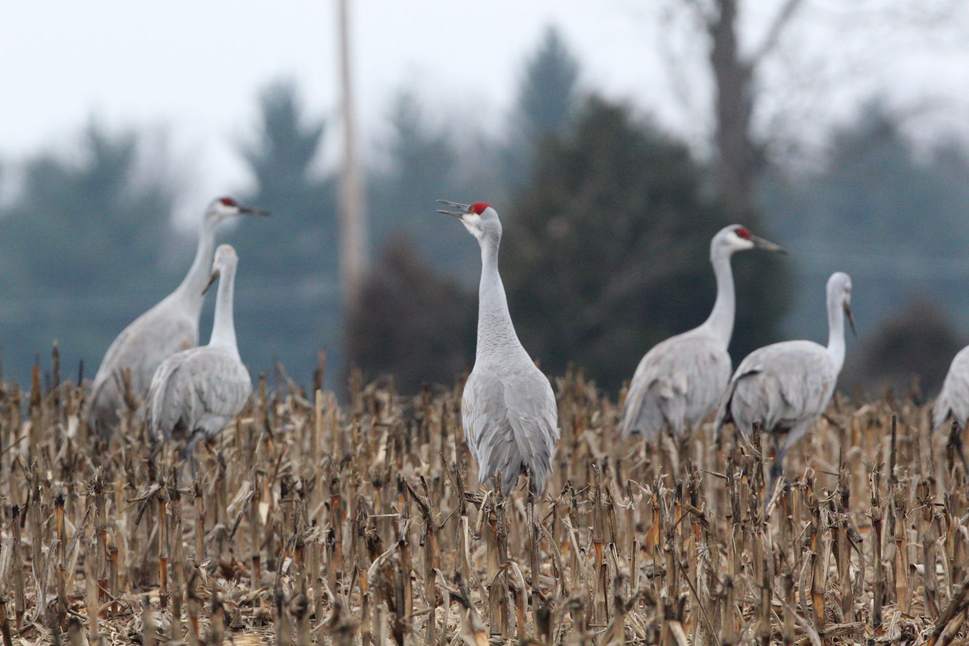 Witnessing the Whooping Crane - The Parklands