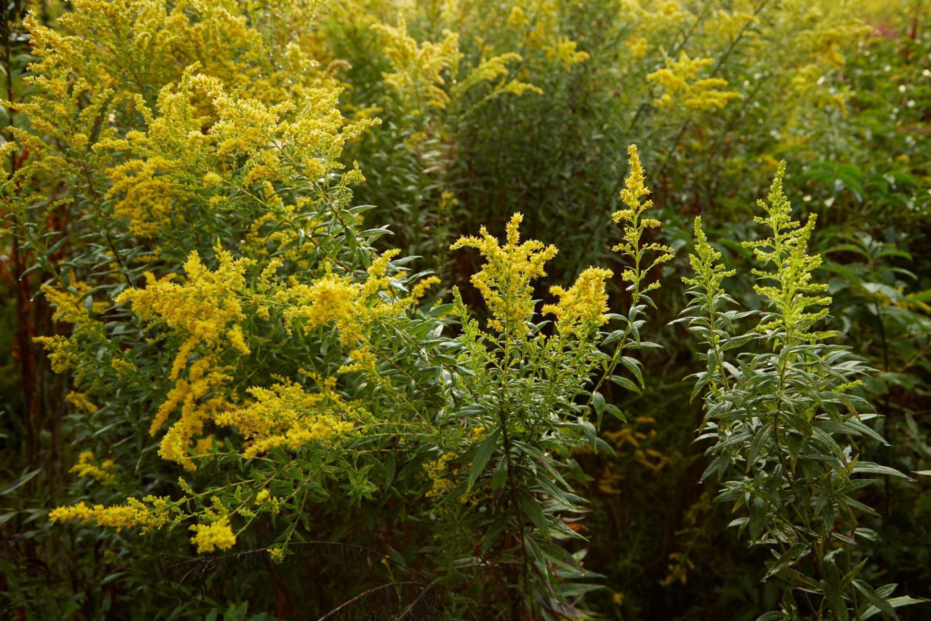 The Importance of Fall Wildflowers - The Parklands