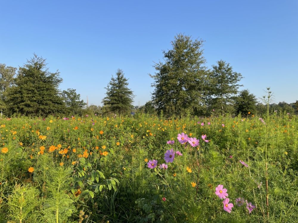 The Importance of Fall Wildflowers - The Parklands