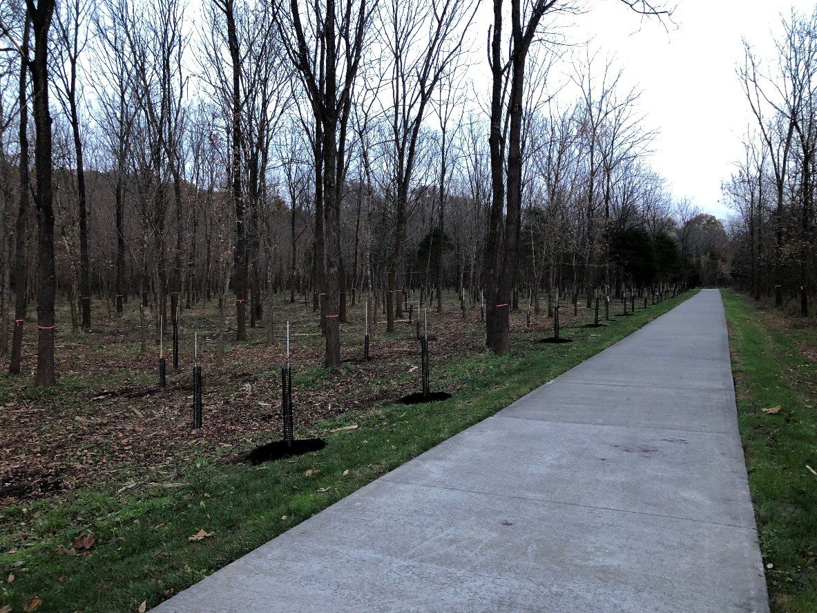 Walnut Grove Restoration Project - The Parklands