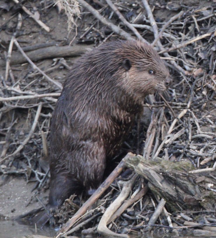 Beaver Sighting! - The Parklands