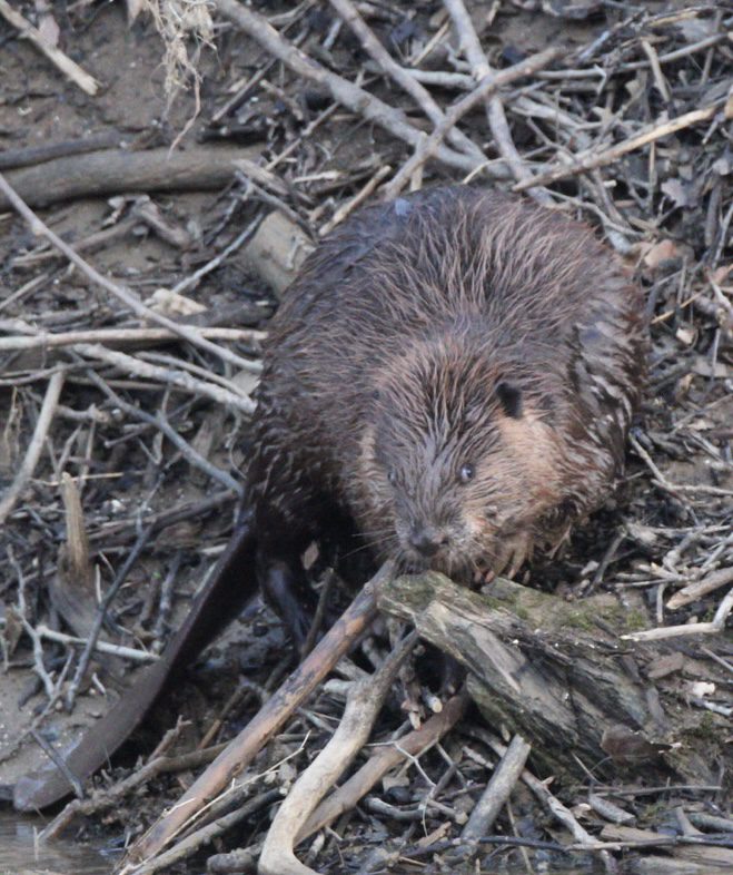 Beaver Sighting! - The Parklands
