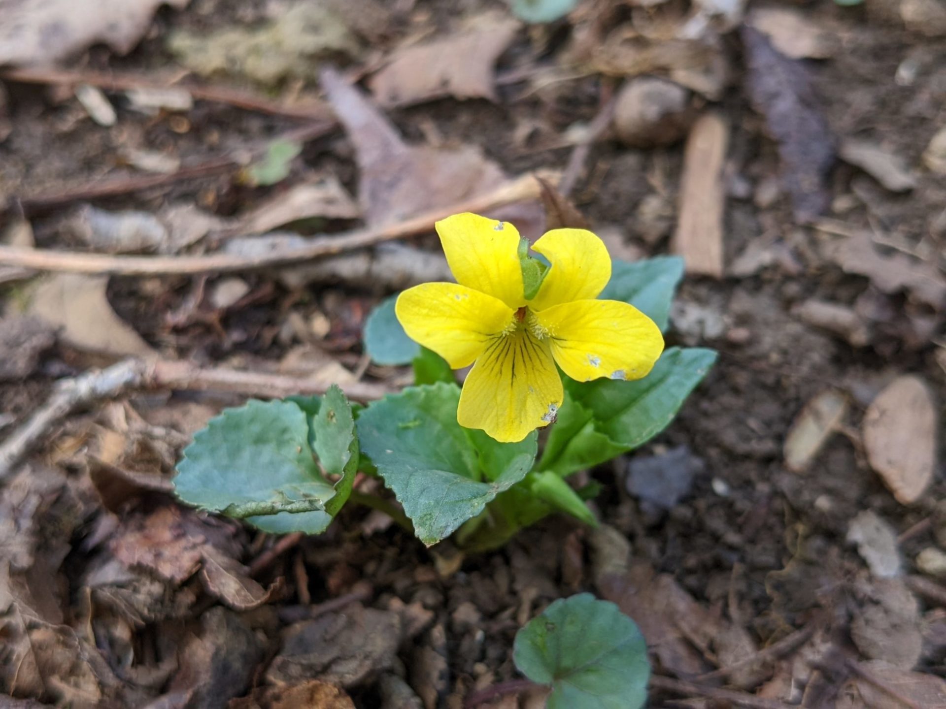 Spring Ephemerals - The Parklands