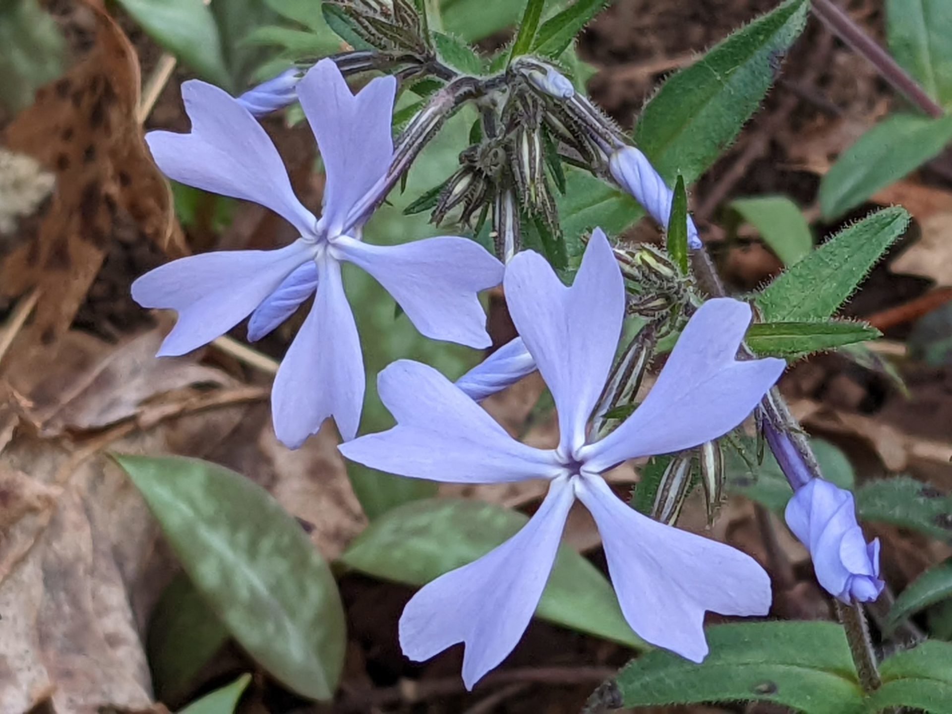Spring Ephemerals - The Parklands
