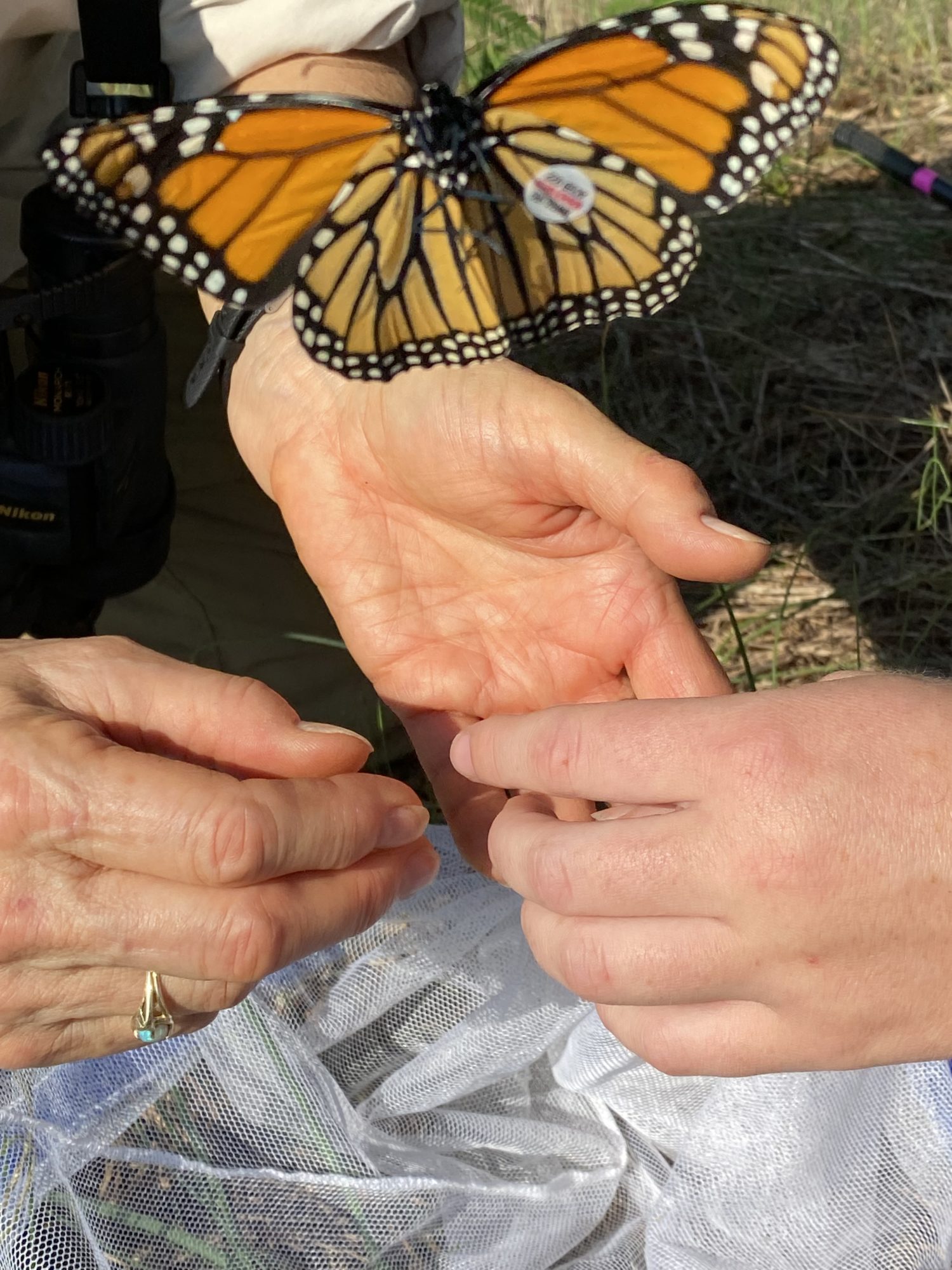 Monarch Monitoring in The Parklands - The Parklands