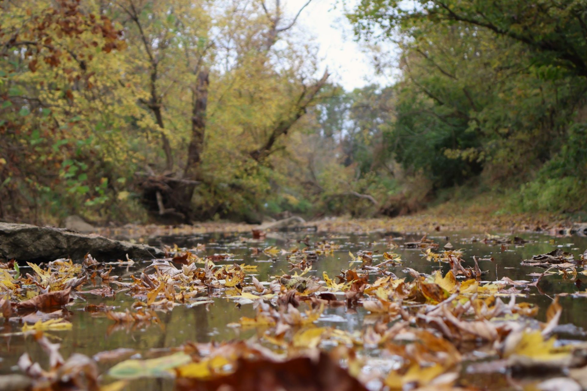 What does fall mean to The Parklands? - The Parklands