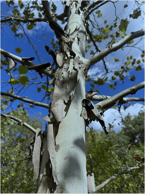 Serious about Sycamores! - The Parklands