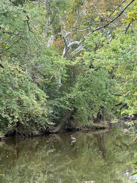 Serious about Sycamores! - The Parklands