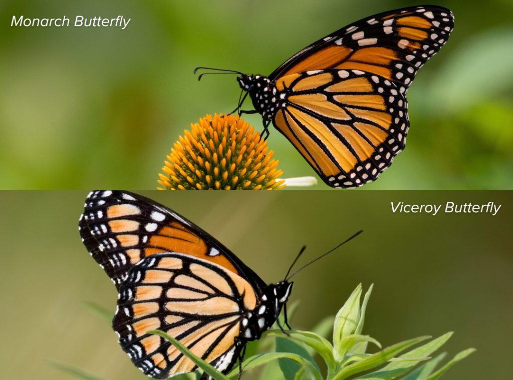 Creatures in Costume: The Fascinating World of Mimicry in Nature - The ...