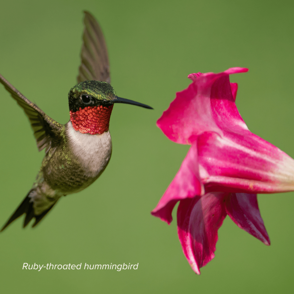 Building a “Birdport”: Migrations, Habitats, and a Billion Small Miracles - The Parklands