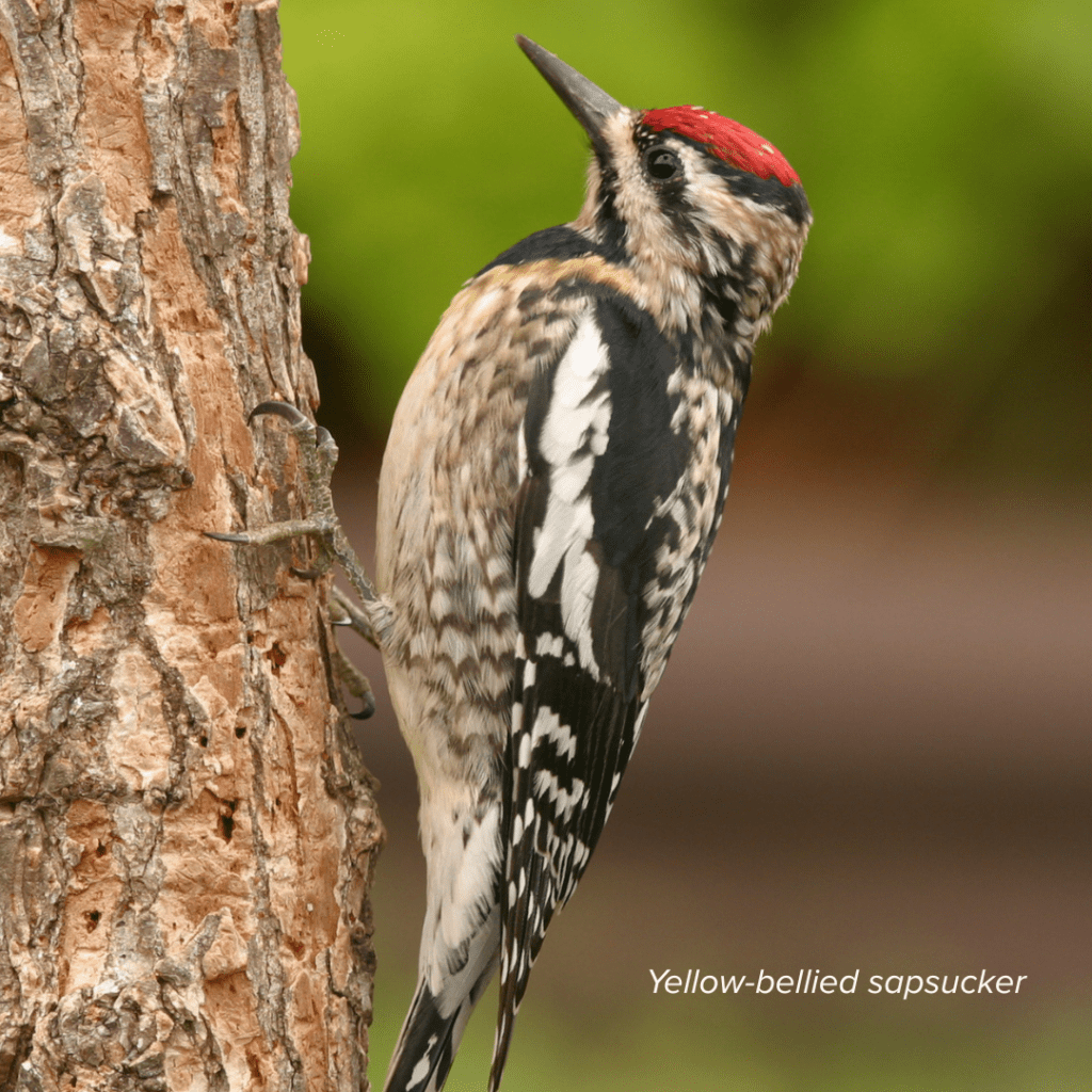 Building a “Birdport”: Migrations, Habitats, and a Billion Small Miracles - The Parklands
