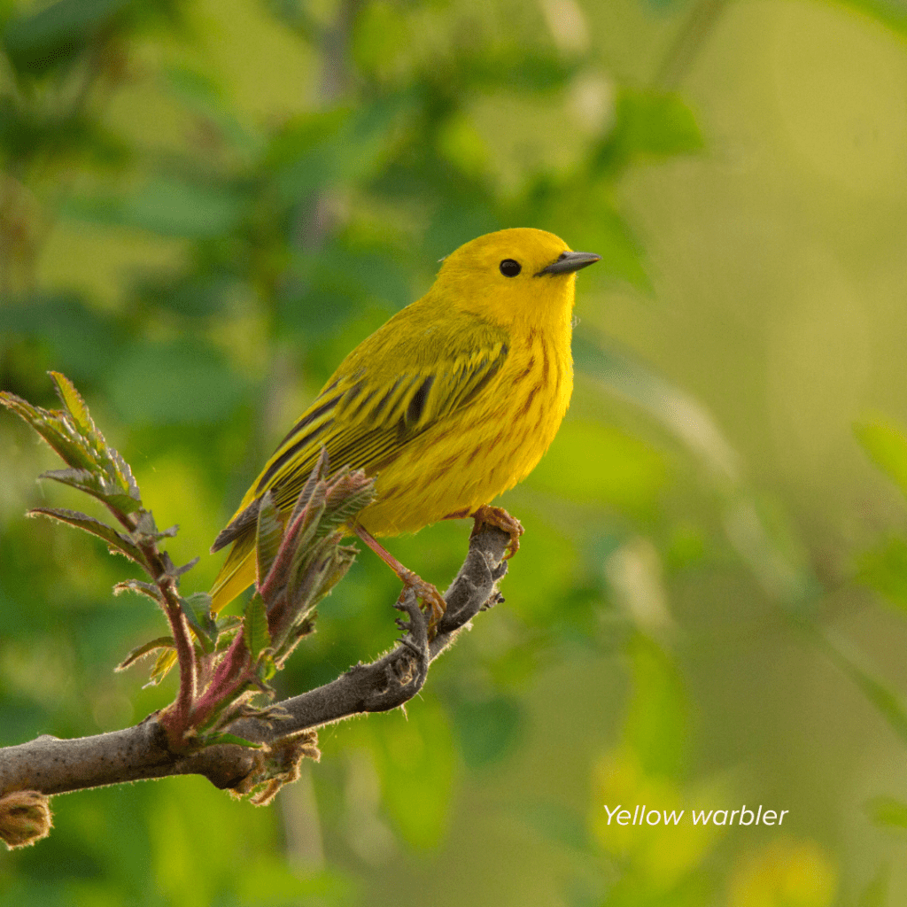 Building a “Birdport”: Migrations, Habitats, and a Billion Small Miracles - The Parklands