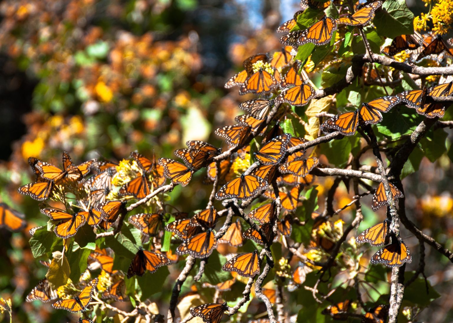 What’s So Special About a Monarch Butterfly? - The Parklands